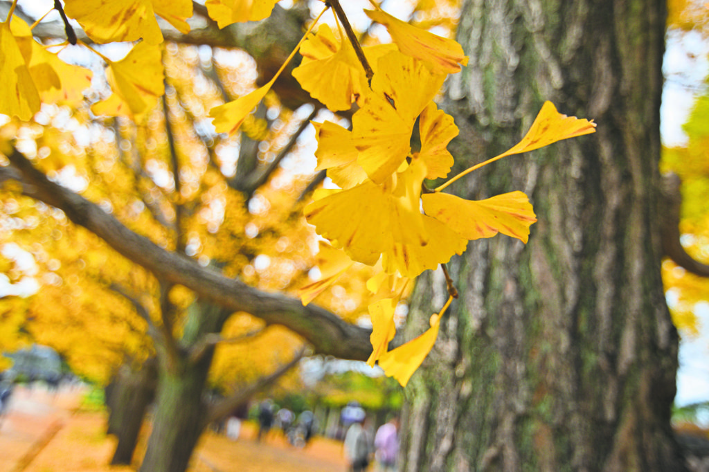 Garden Variety: Ginkgo trees show their full color in late fall | News ...